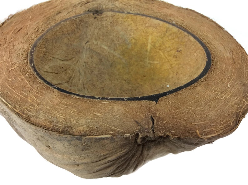 Coconut Shell Epicarp Mesocarp Craft Handmade Wedding Decorative Decor ...