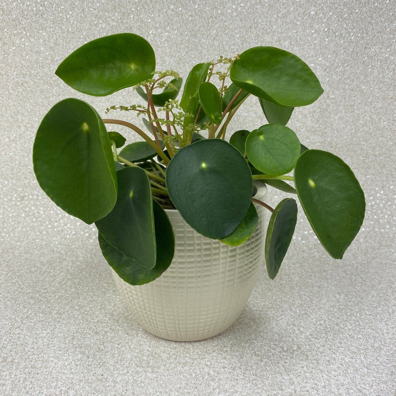 Chinese Purify - Etsy UK