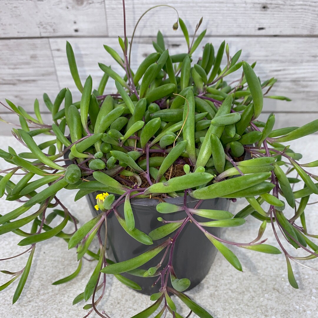 Senecio Herreianus Purple Flush Rare Trailing Houseplant, 6cm & 12cm ...