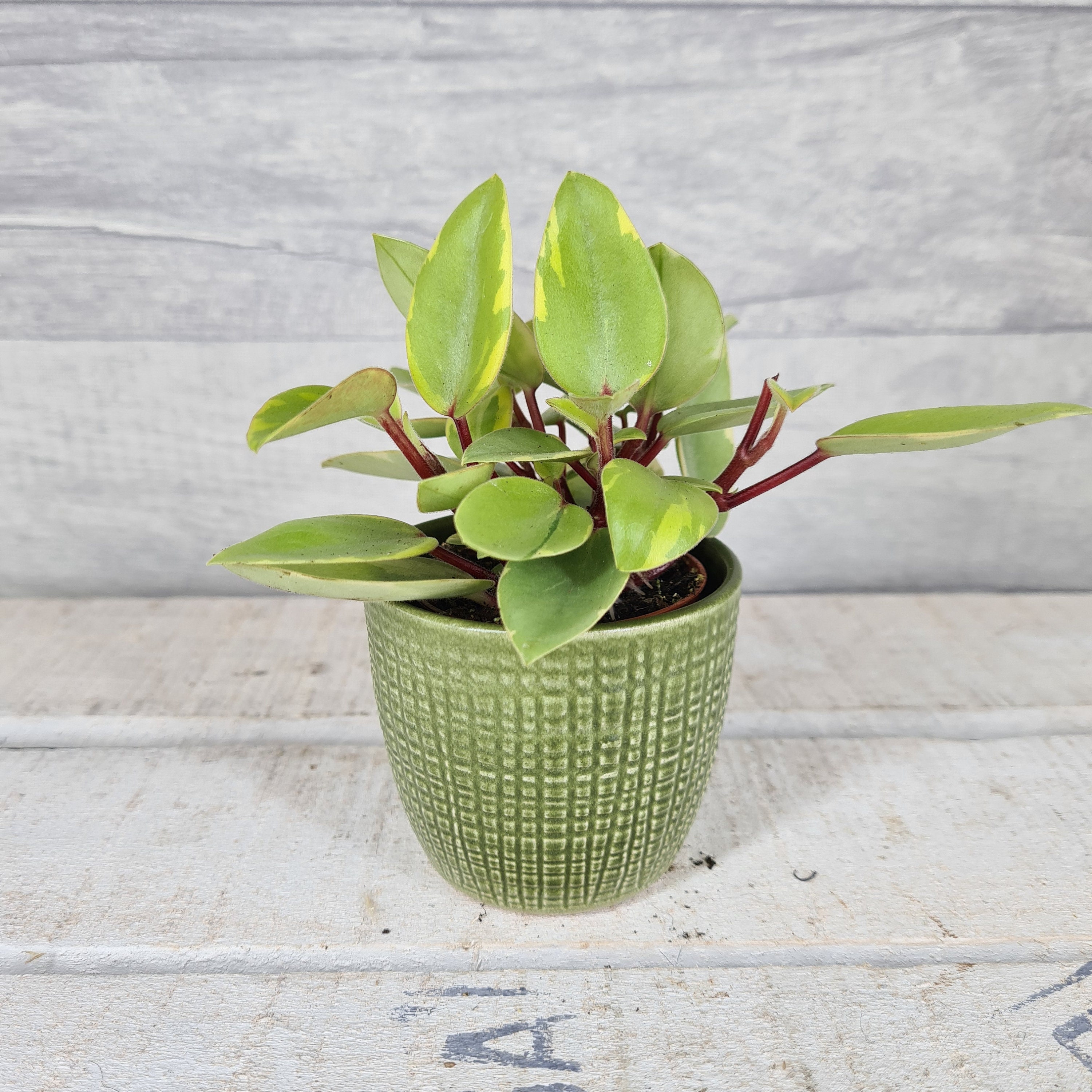 Peperomia Pixie Arenal Mini Houseplant - Etsy UK