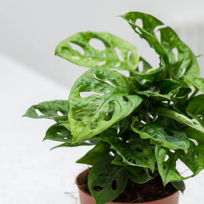 Monstera Monkey Mask Monstera Adansonii House Plant | Etsy