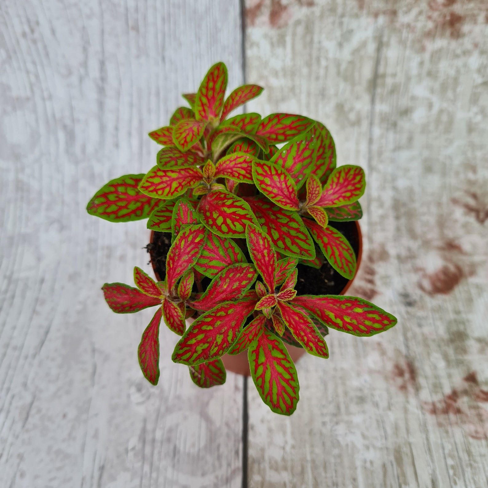 Fittonia Skeleton Mini Nerve Plant Mosaic Plant Great | Etsy UK