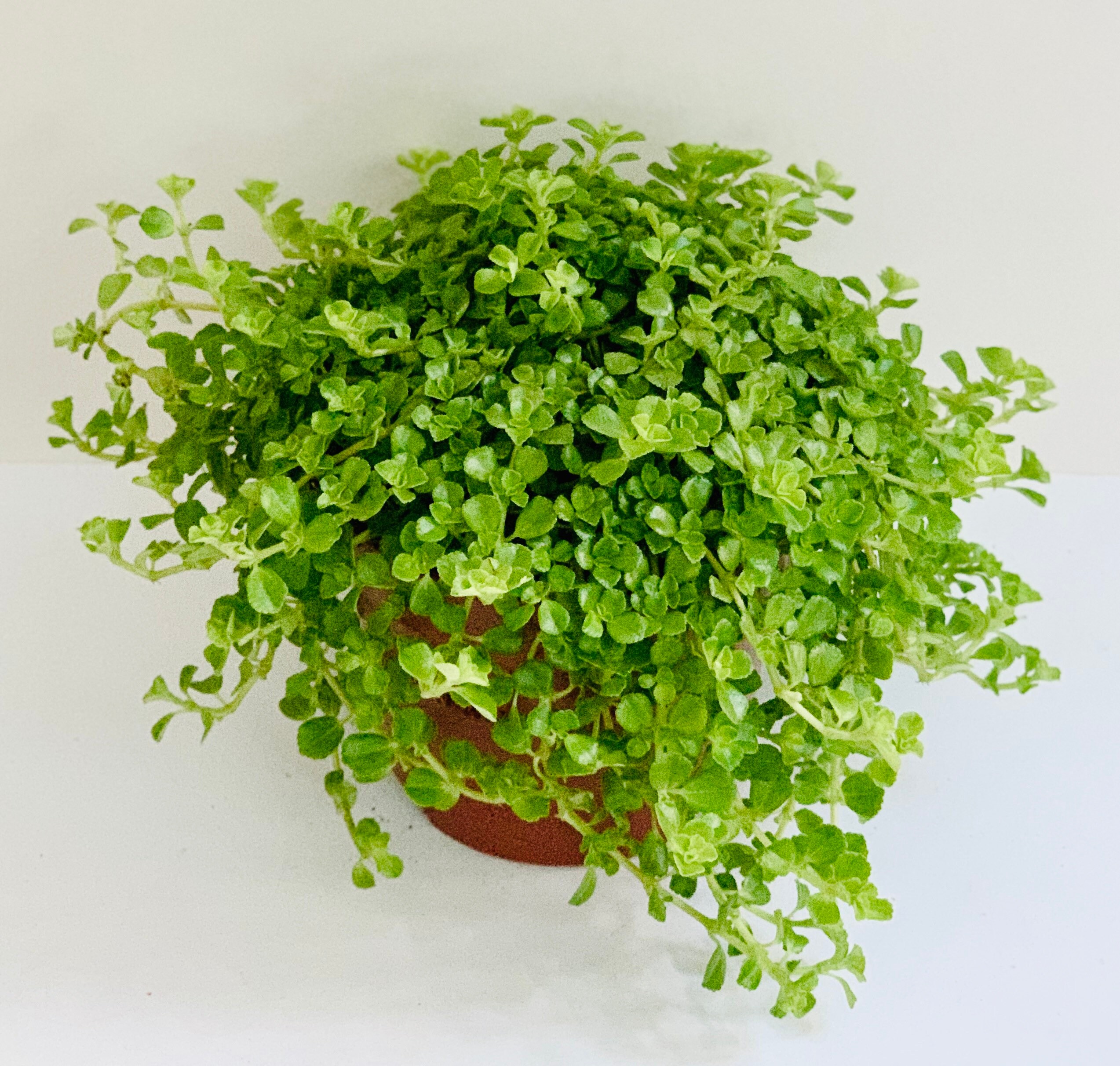 Pilea Depressa baby Tears Tiny Tears Trailing Houseplant - Etsy Israel