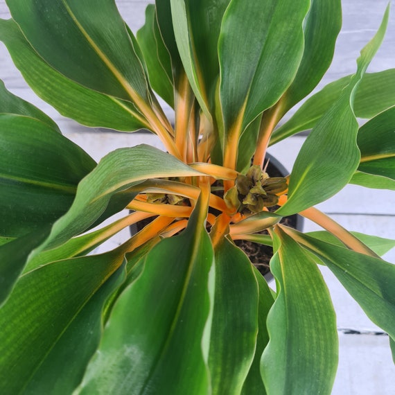 Chlorophytum Fire Flash