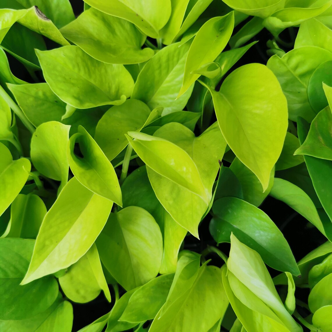 Scindapsus Golden Pothos neon Devils Ivy | Etsy UK