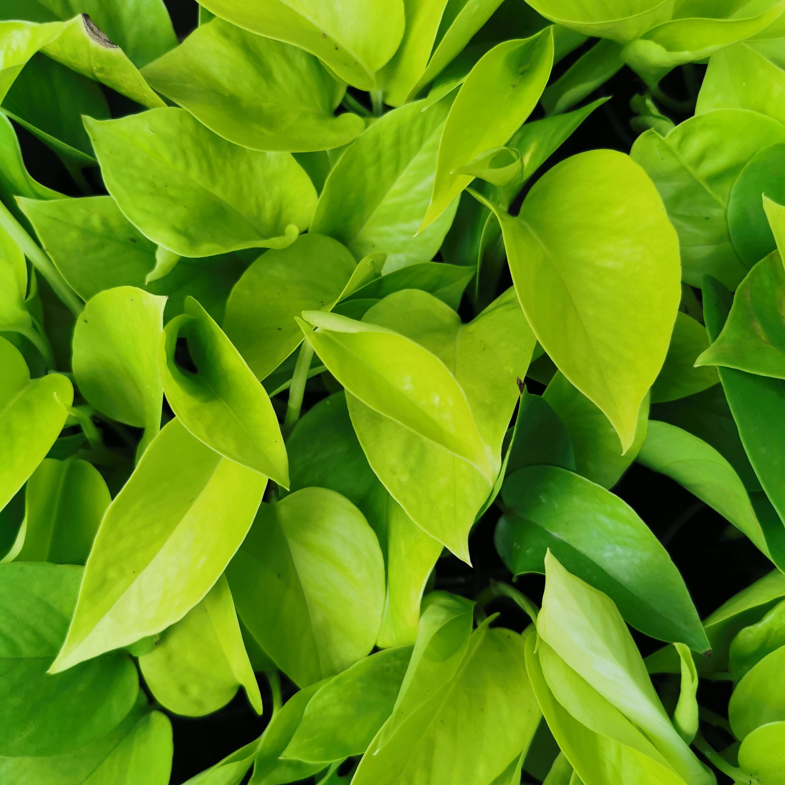 Scindapsus Golden Pothos neon Devils Ivy | Etsy UK