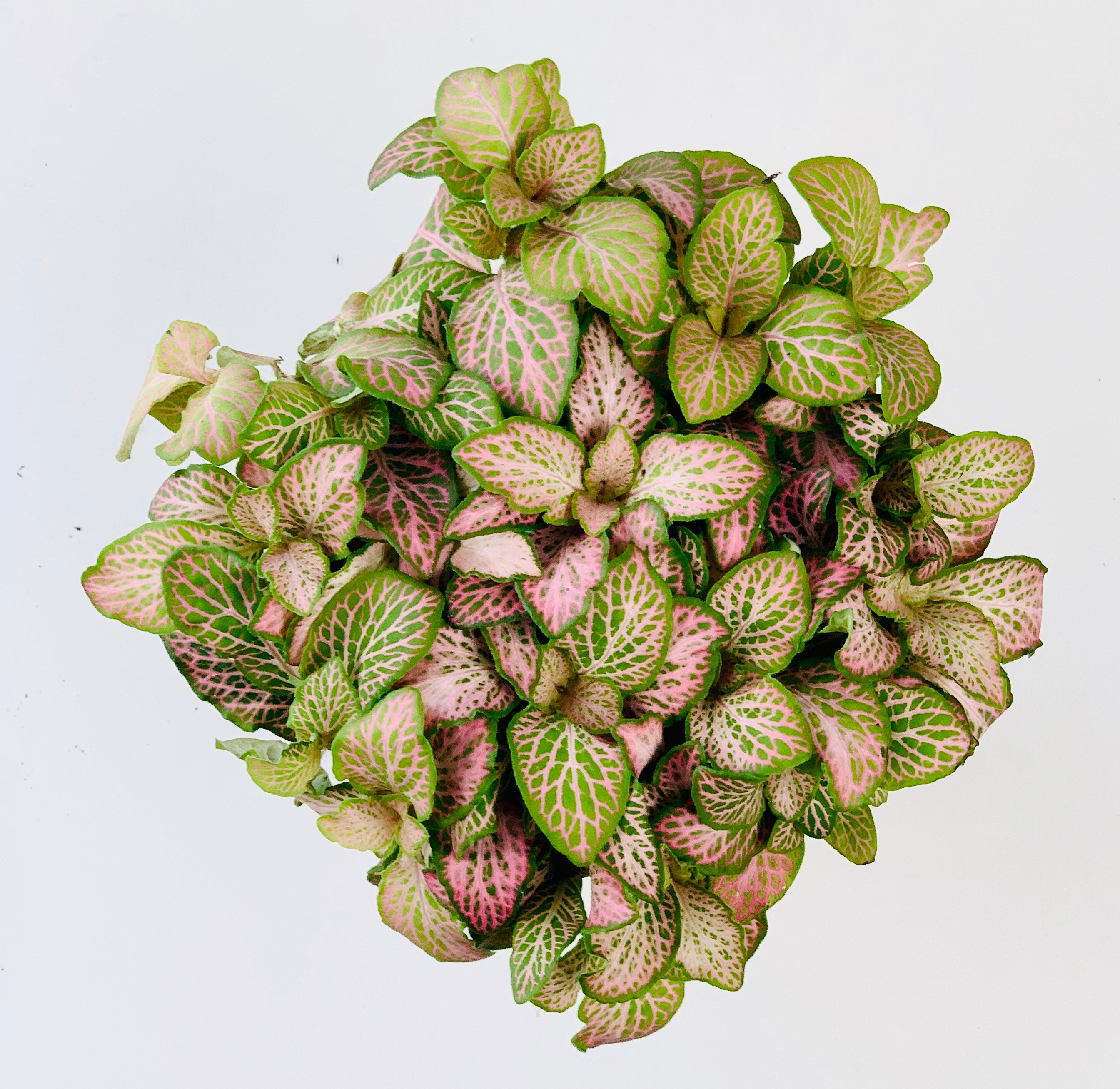 Fittonia Pink Ruby Lime Nerve Plant Planta de interior - Etsy España