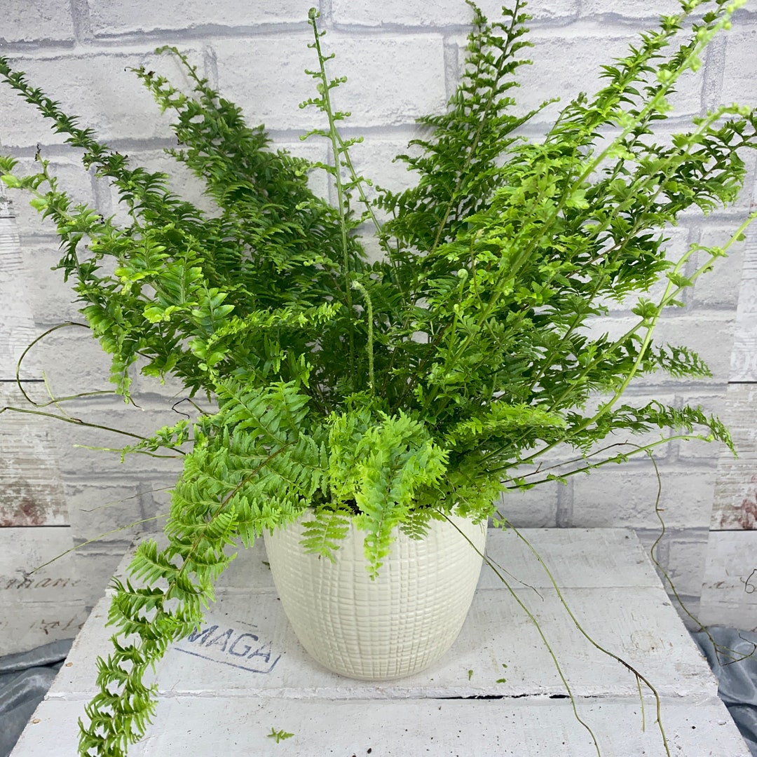 Nephrolepis Exaltata - Green Fantasy Fern - Etsy UK