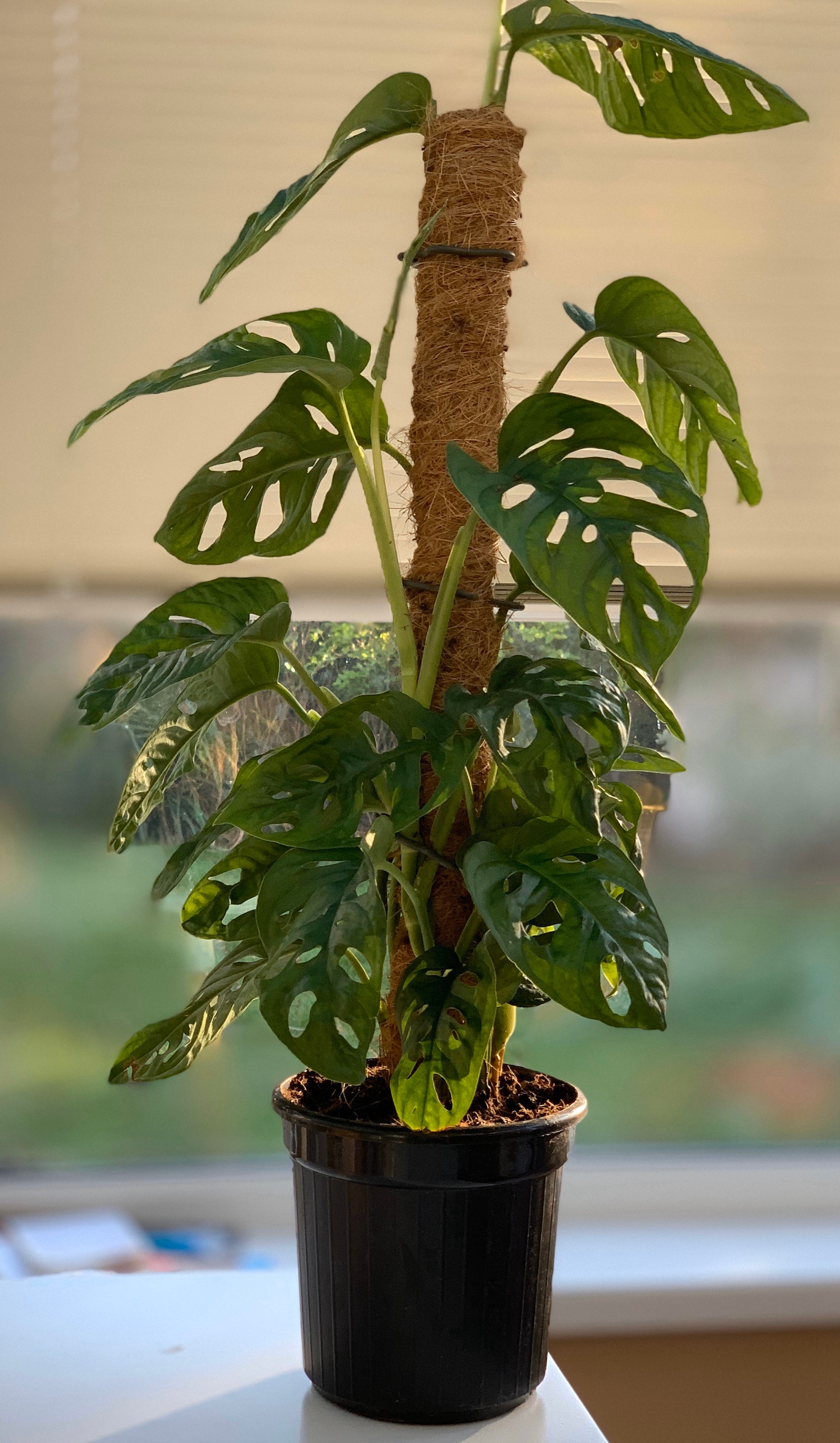 Monstera Monkey Mask monstera Adansonii House Plant - Etsy UK