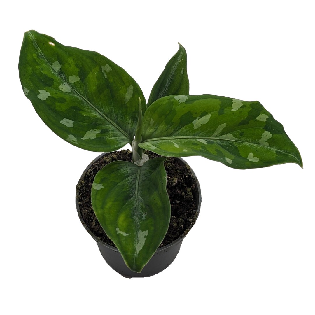Aglaonema Pictus Tricolor - Camouflage Pattern Plant - Chinese ...
