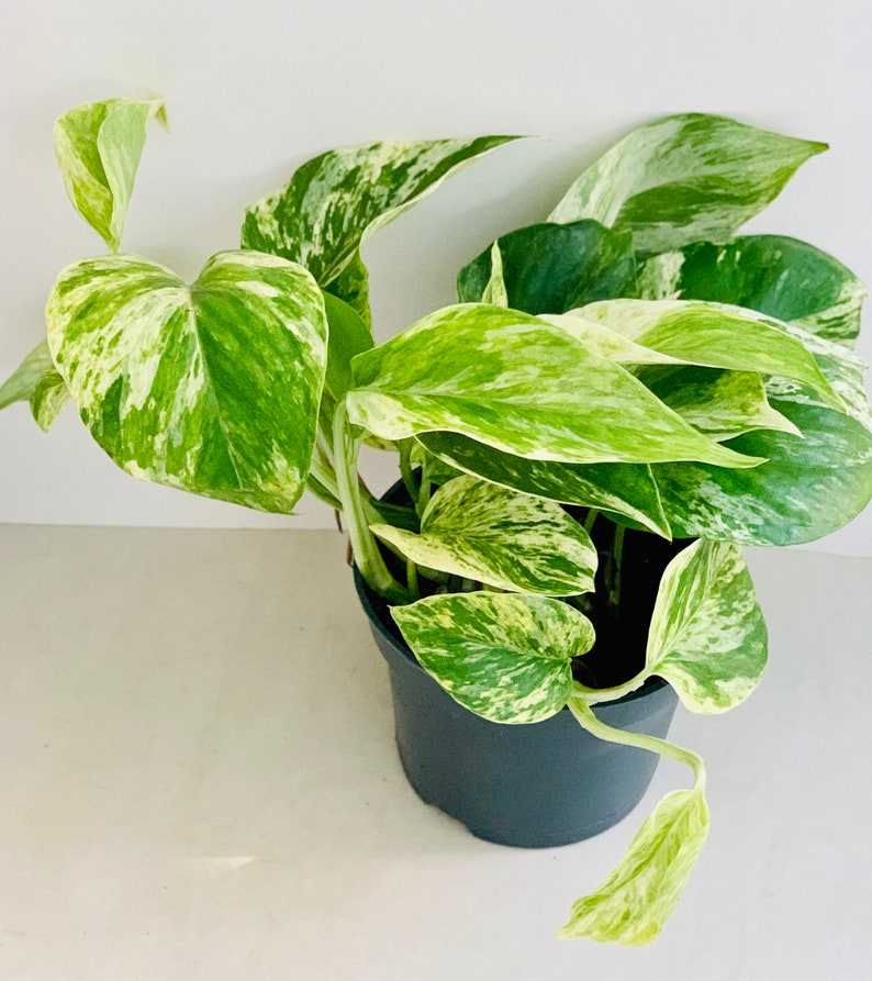 Scindapsus Aureus marble Queen Devils Ivy | Etsy UK