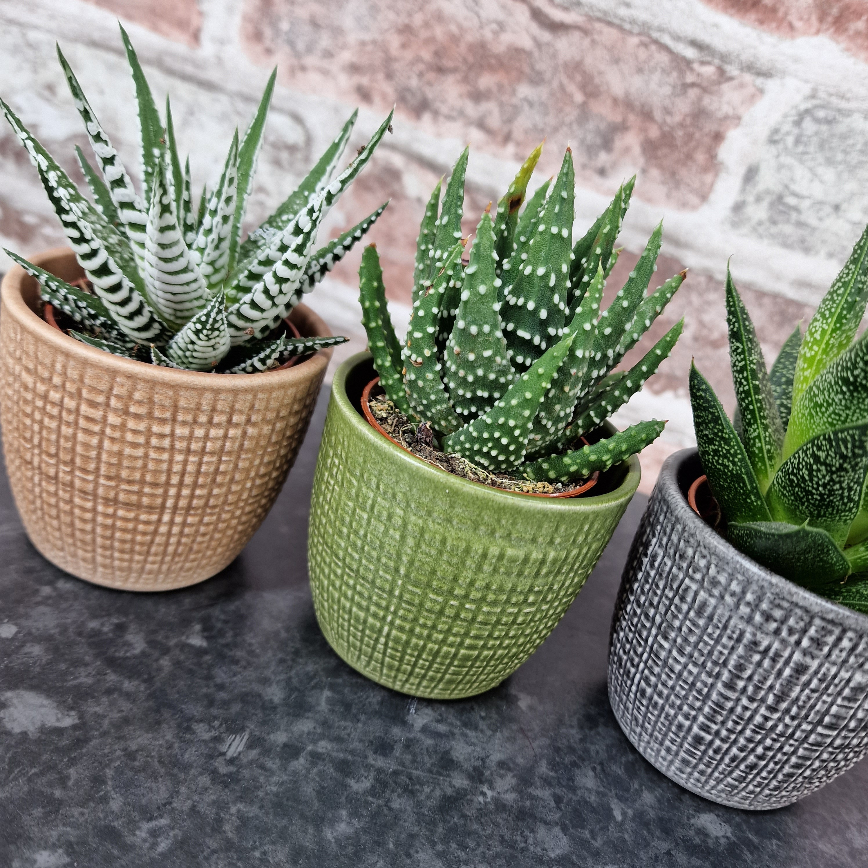Trio of Succulents With Ceramic Planters / Plant Pots - Unusual ...