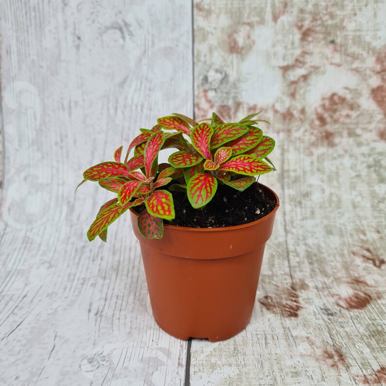 Fittonia Skeleton Mini Nerve Plant Mosaic Plant Great | Etsy UK