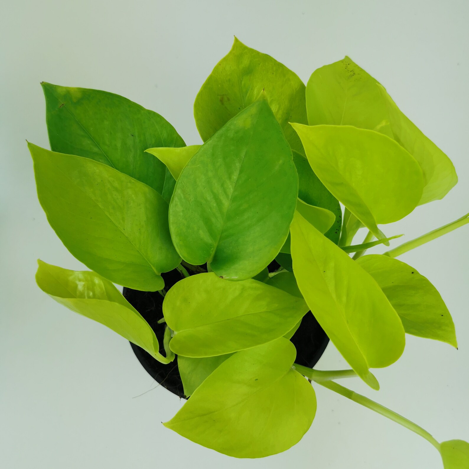 Scindapsus Golden Pothos neon Devils Ivy | Etsy UK