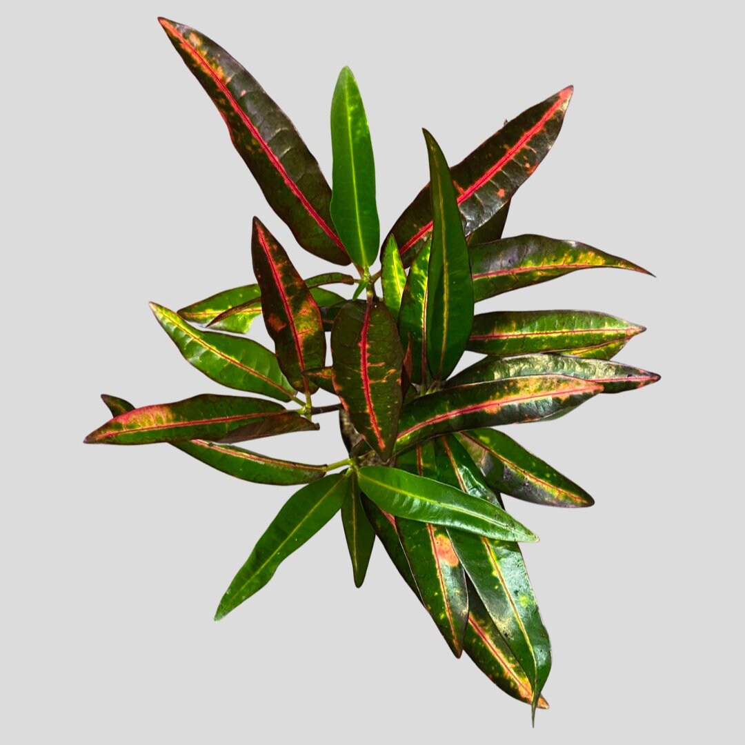 Croton Excurrens Mini Houseplant 6cm Pots - Etsy UK