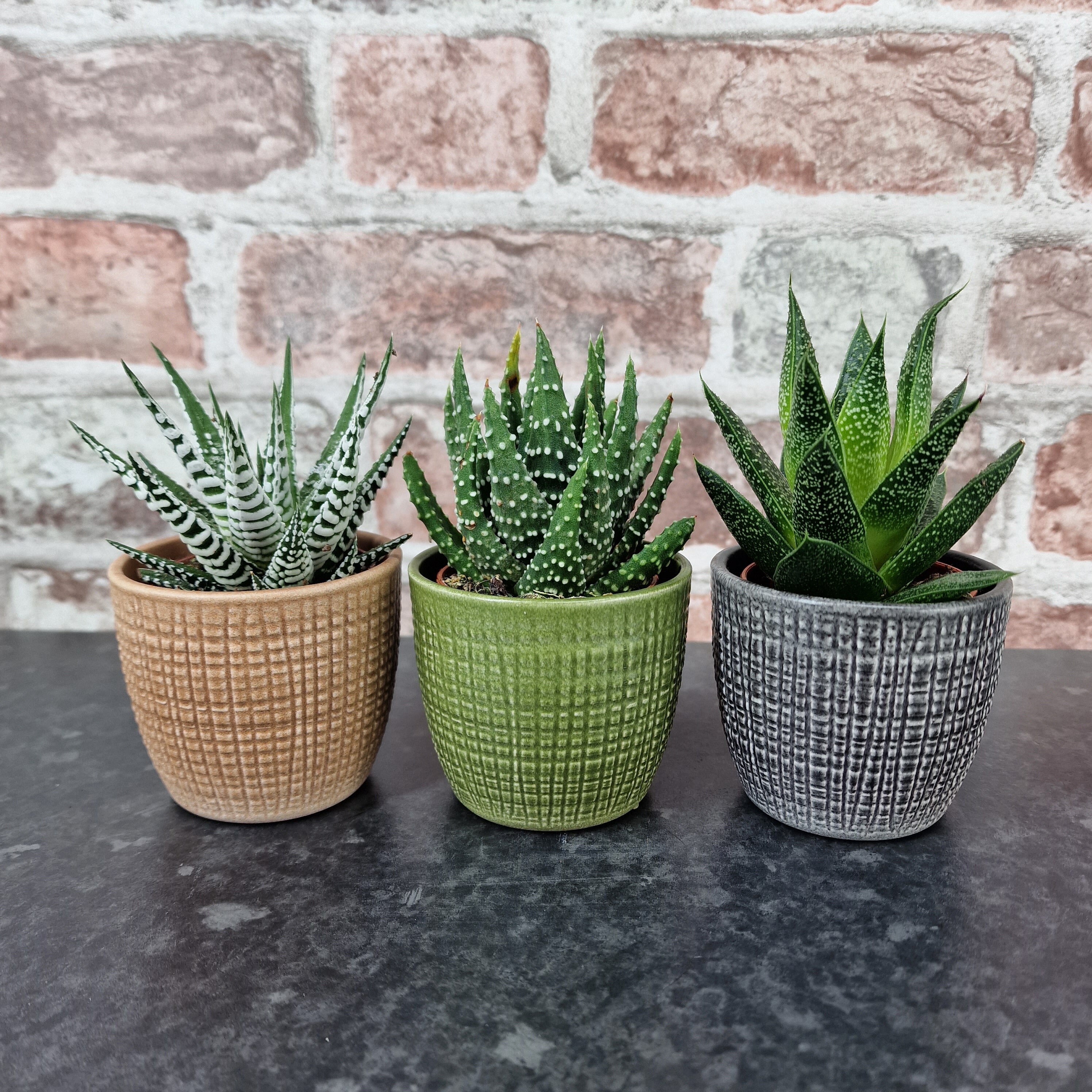 Trio of Succulents With Ceramic Planters / Plant Pots - Unusual ...