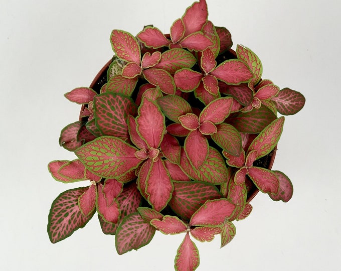 Fittonia Ruby Lime Red & Lime Green House Plant, Nerve Plant - Etsy UK