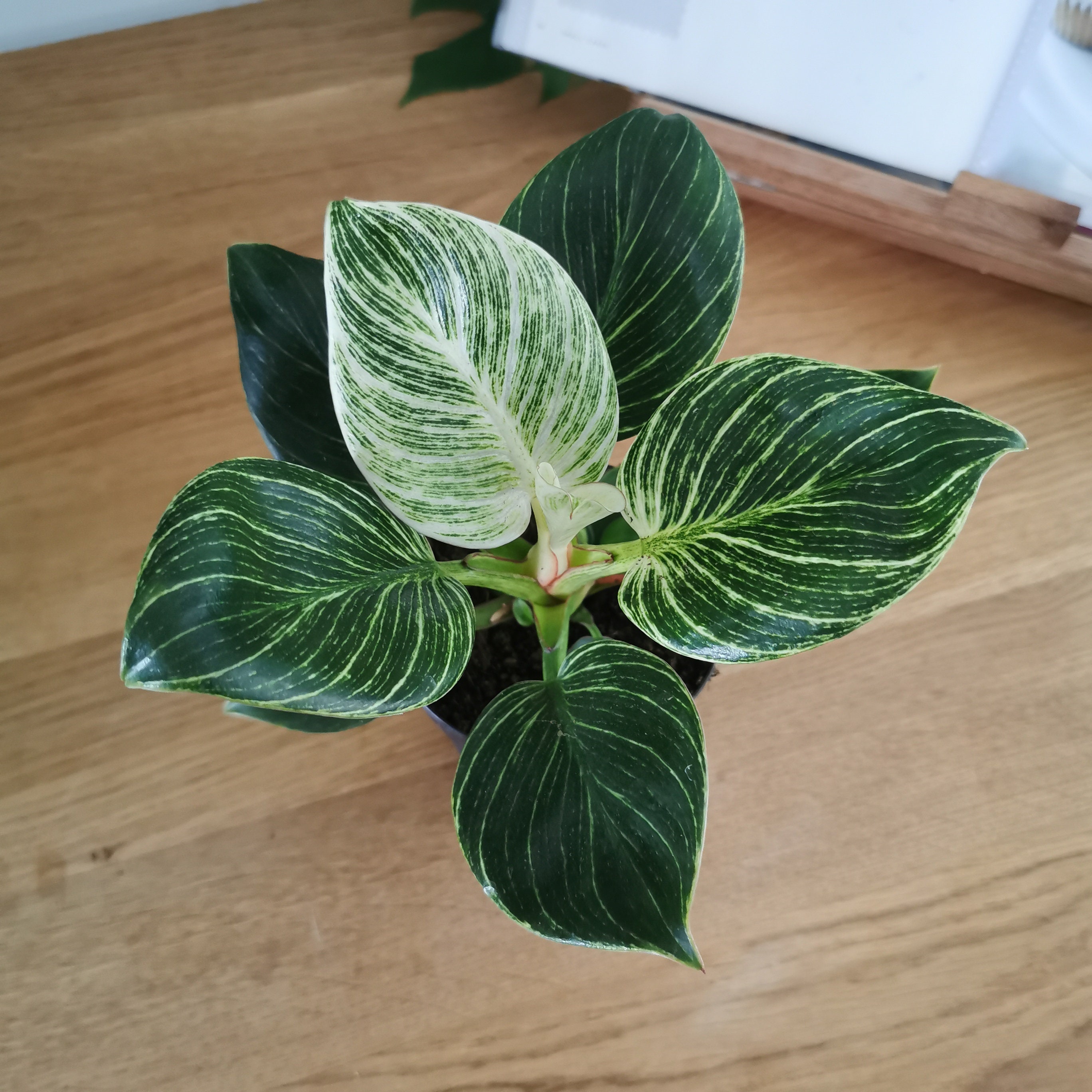 Rare Philodendron Birkin / White Measure / White Wave - Etsy Finland