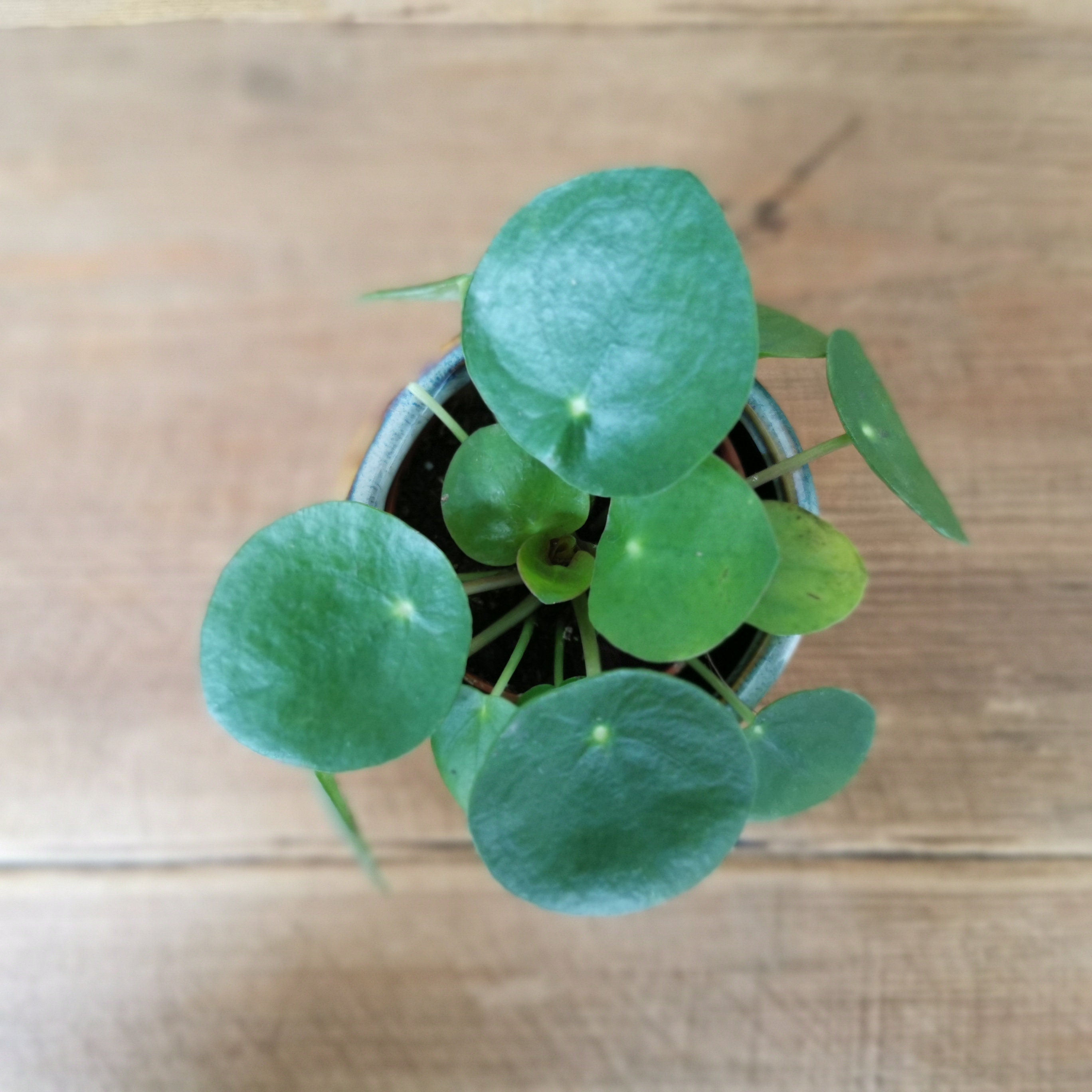 Chinese Money Plant Pilea Peperomioides Ideal Gift or - Etsy UK