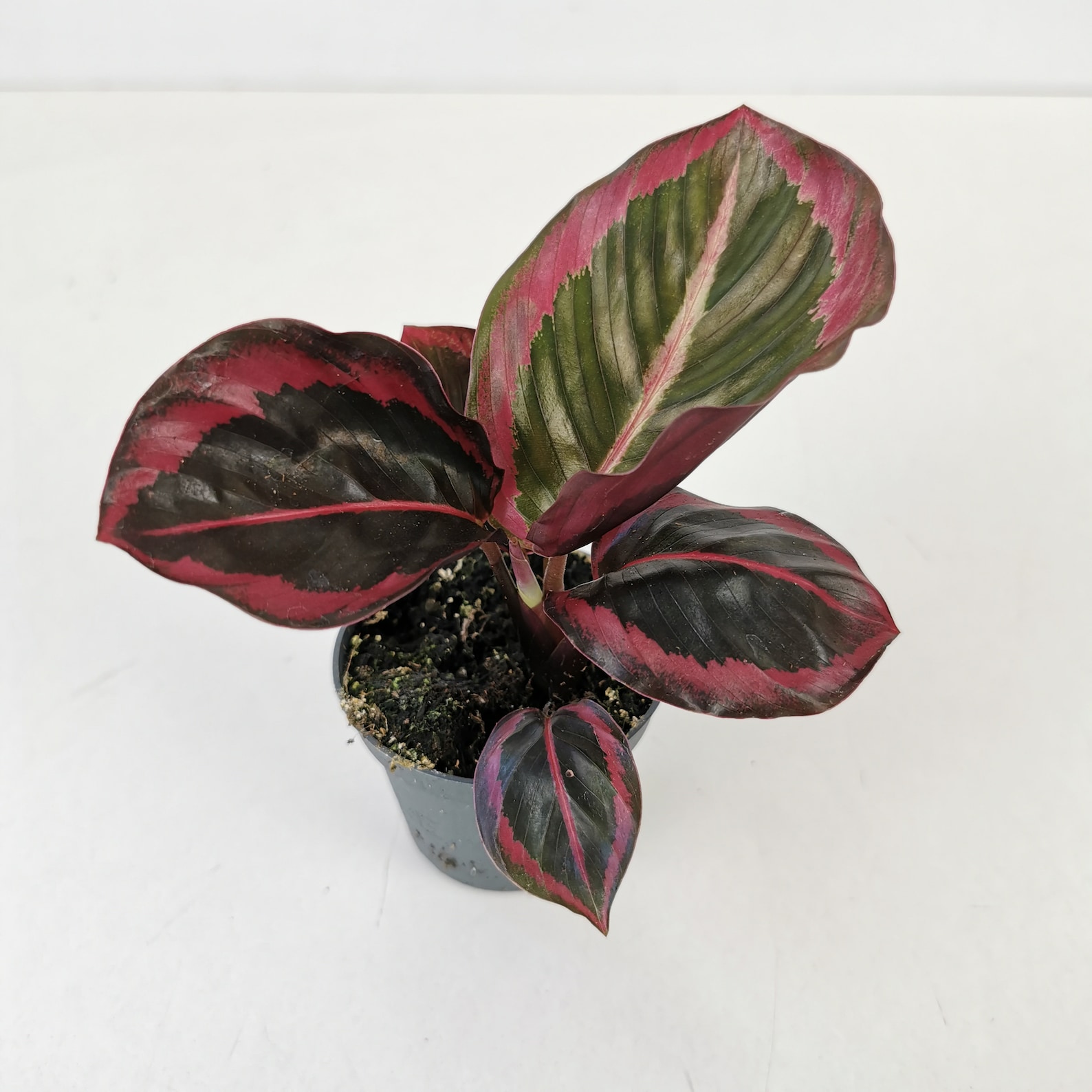 Calathea Roseopicta Mini Indoor House Plant - Etsy UK