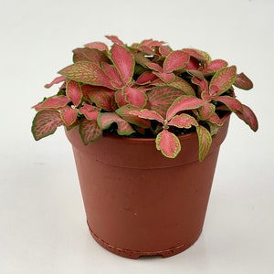 Fittonia Ruby Lime Red & Lime Green House Plant, Nerve Plant - Etsy UK