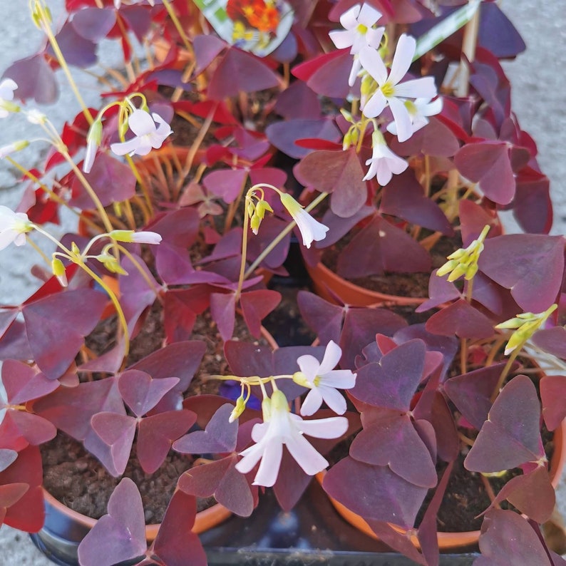 Oxalis Triangularis With Pink Flowers False Shamrock UK - Etsy UK