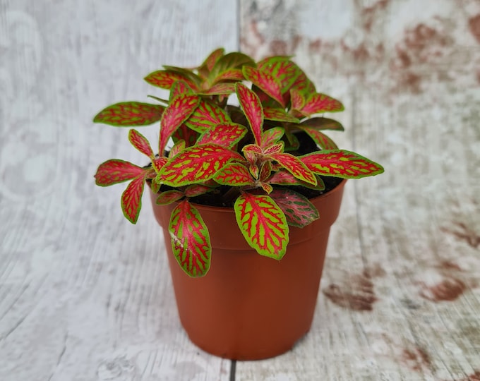 Fittonia Skeleton Mini Nerve Plant Mosaic Plant Great for Terrariums ...