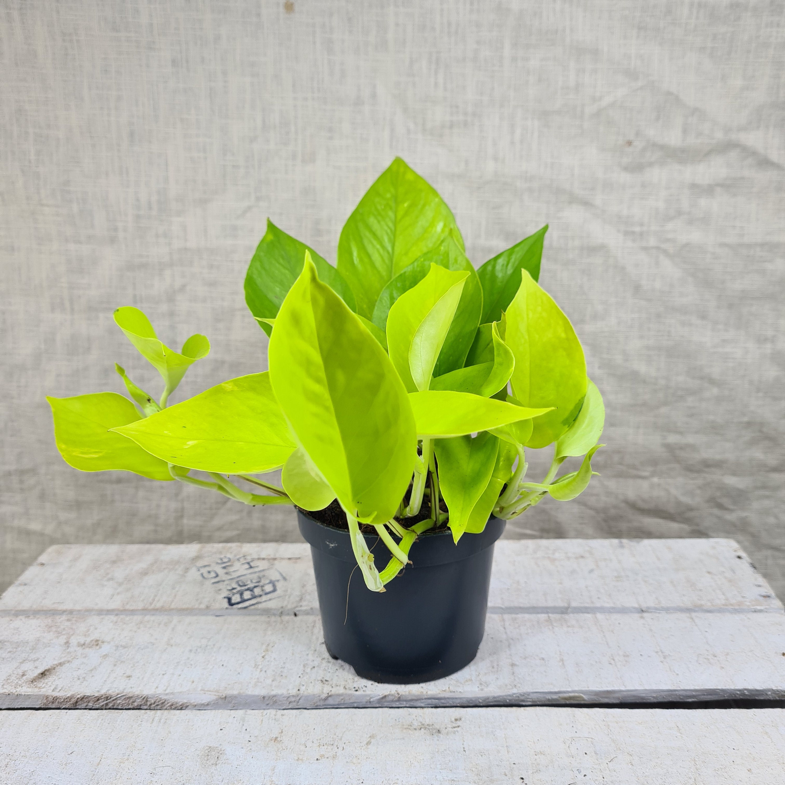 Scindapsus Golden Pothos Neon Devils Ivy Trailing - Etsy UK