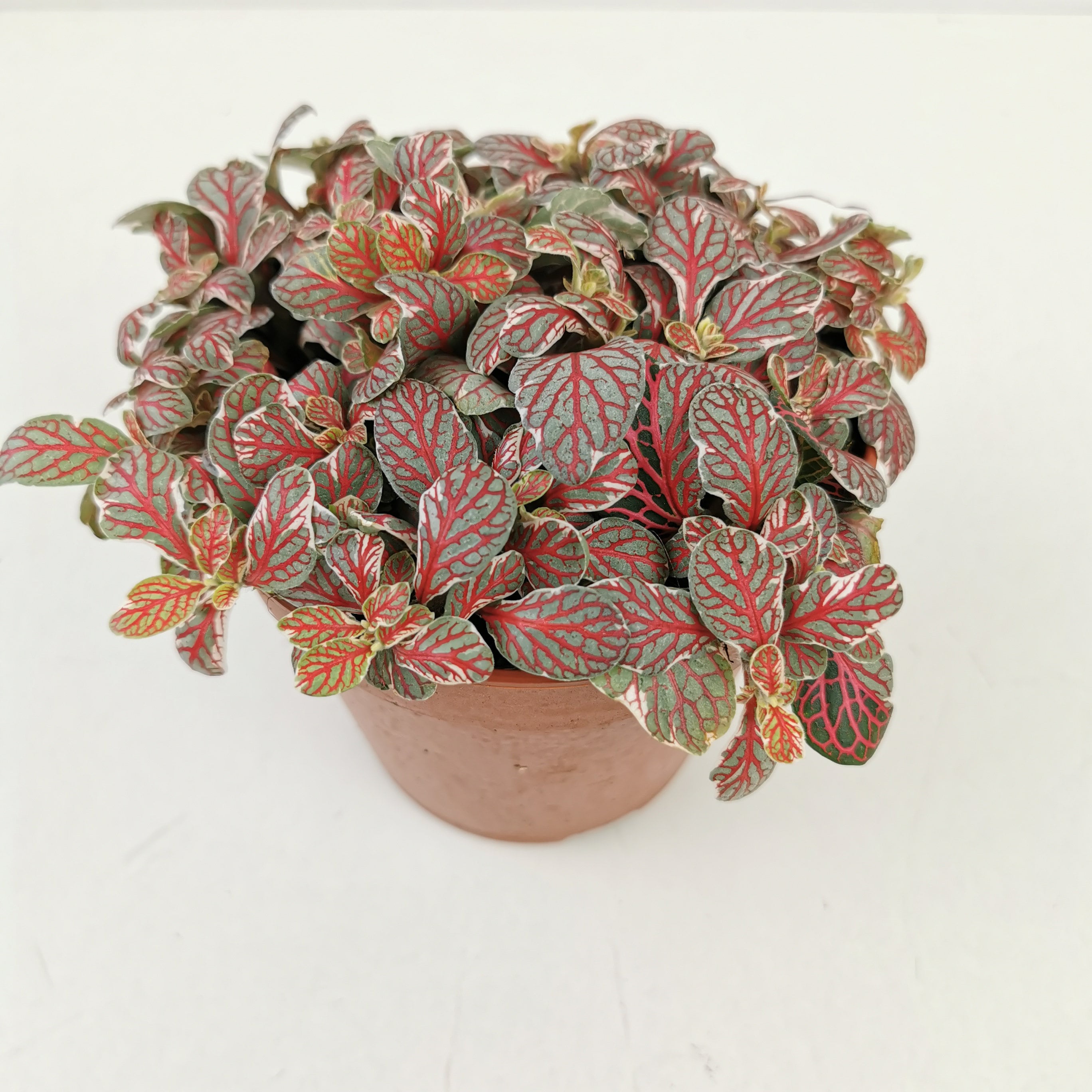 Fittonia Grey Sensation nerve Plant House Plant | Etsy UK