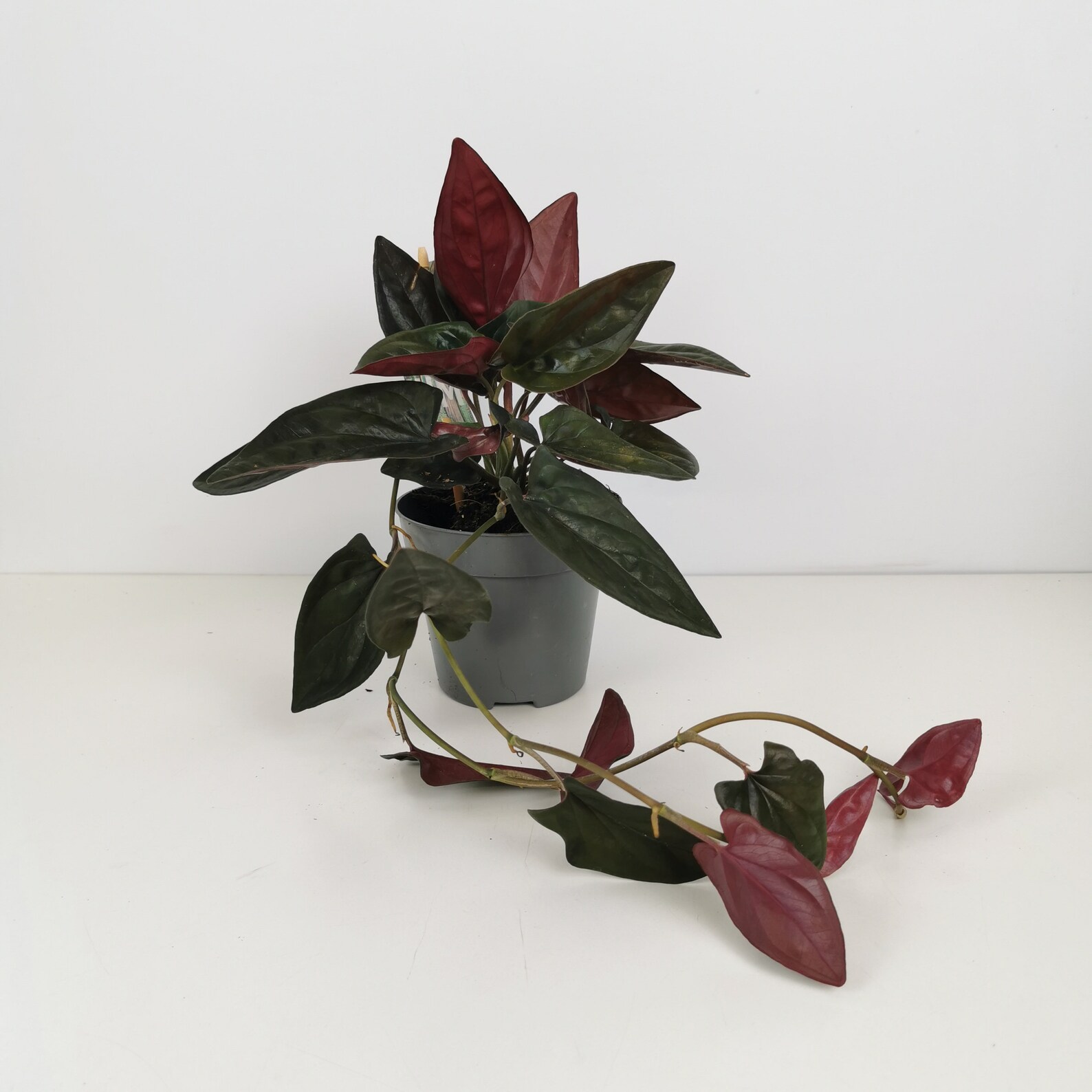 Syngonium Red Arrow Trailing Houseplant 12cm Pot | Etsy UK