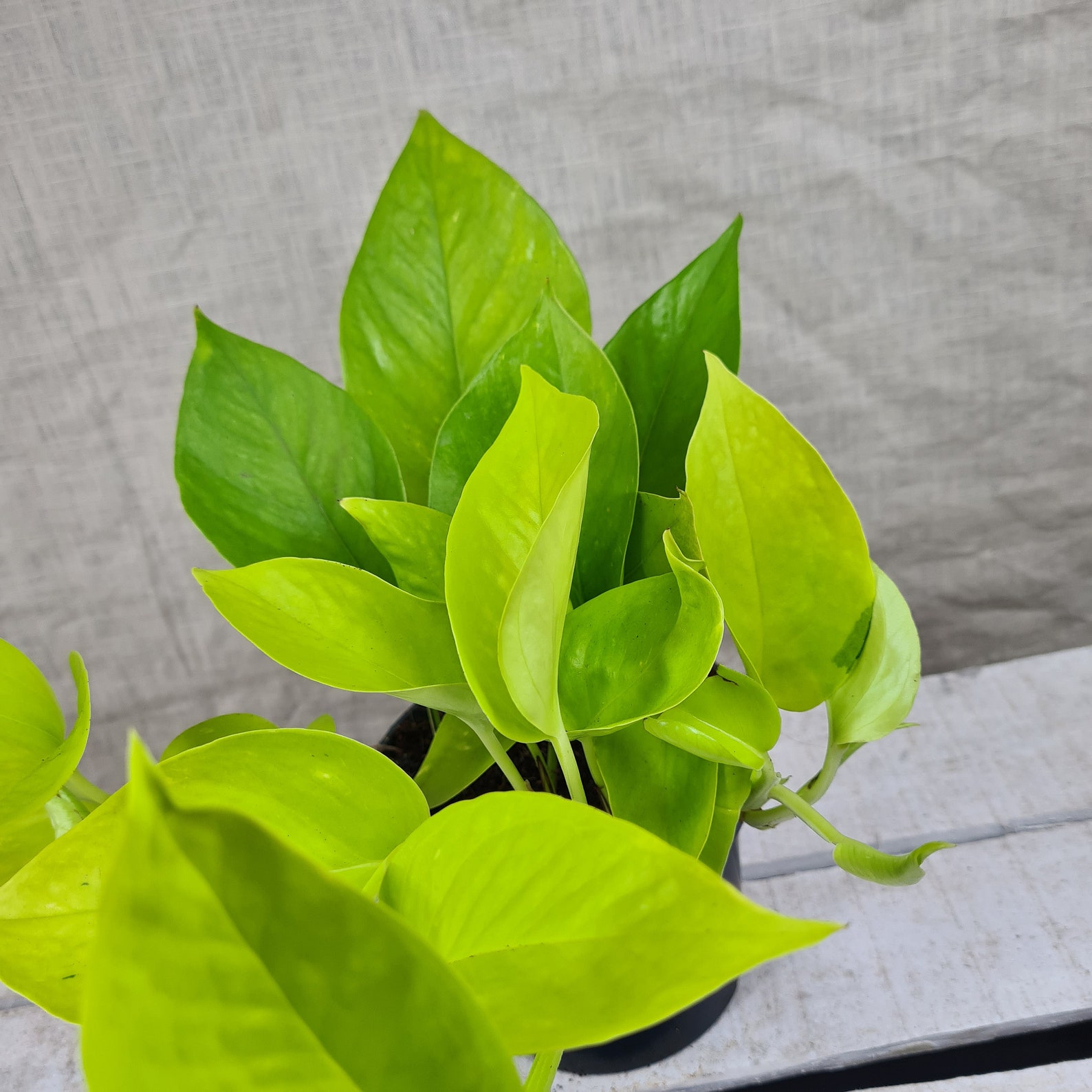 Scindapsus Golden Pothos Neon Devils Ivy Trailing - Etsy UK