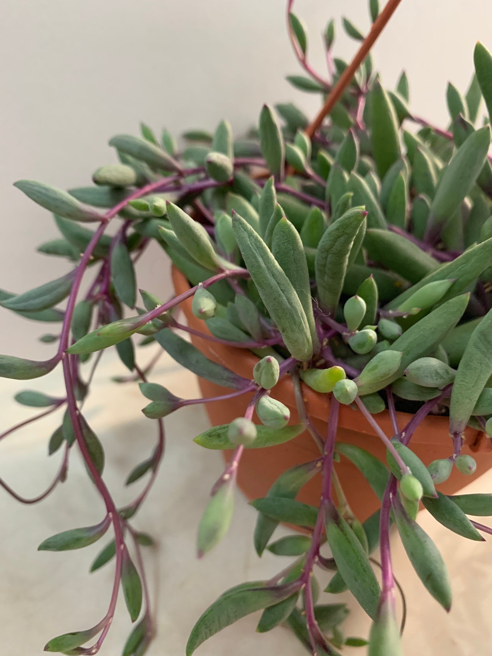 Senecio Herreianus Purple Flush Rare Trailing Houseplant 6cm - Etsy UK