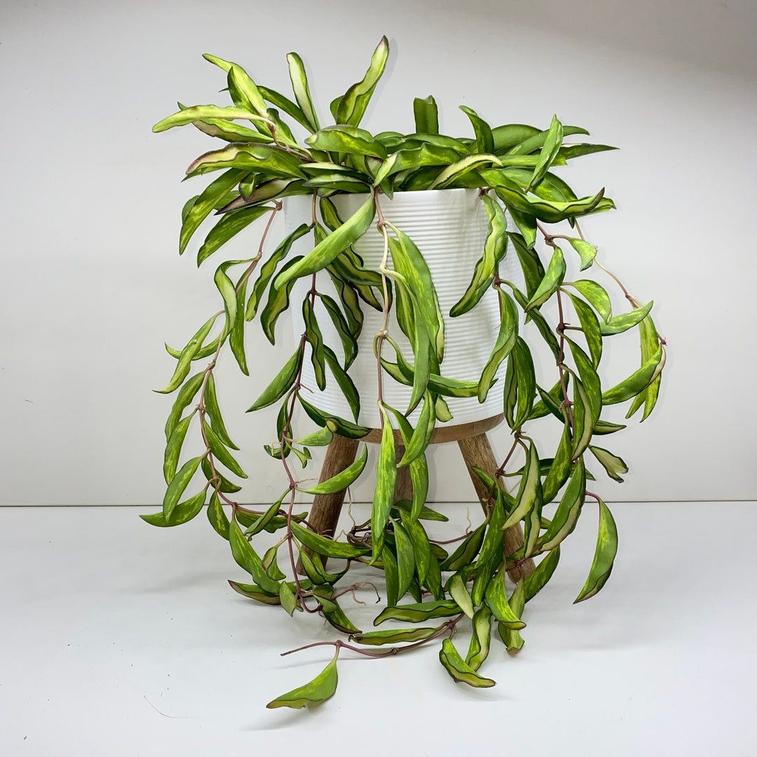 Hoya Wayetti Tricolor Trailing House Plant - Established, 9cm or 12cm ...