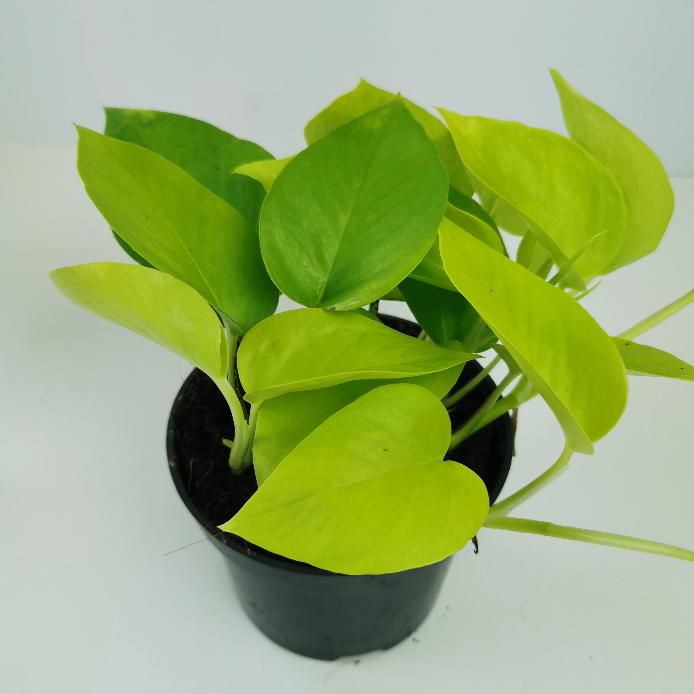 Scindapsus Golden Pothos neon Devils Ivy | Etsy UK