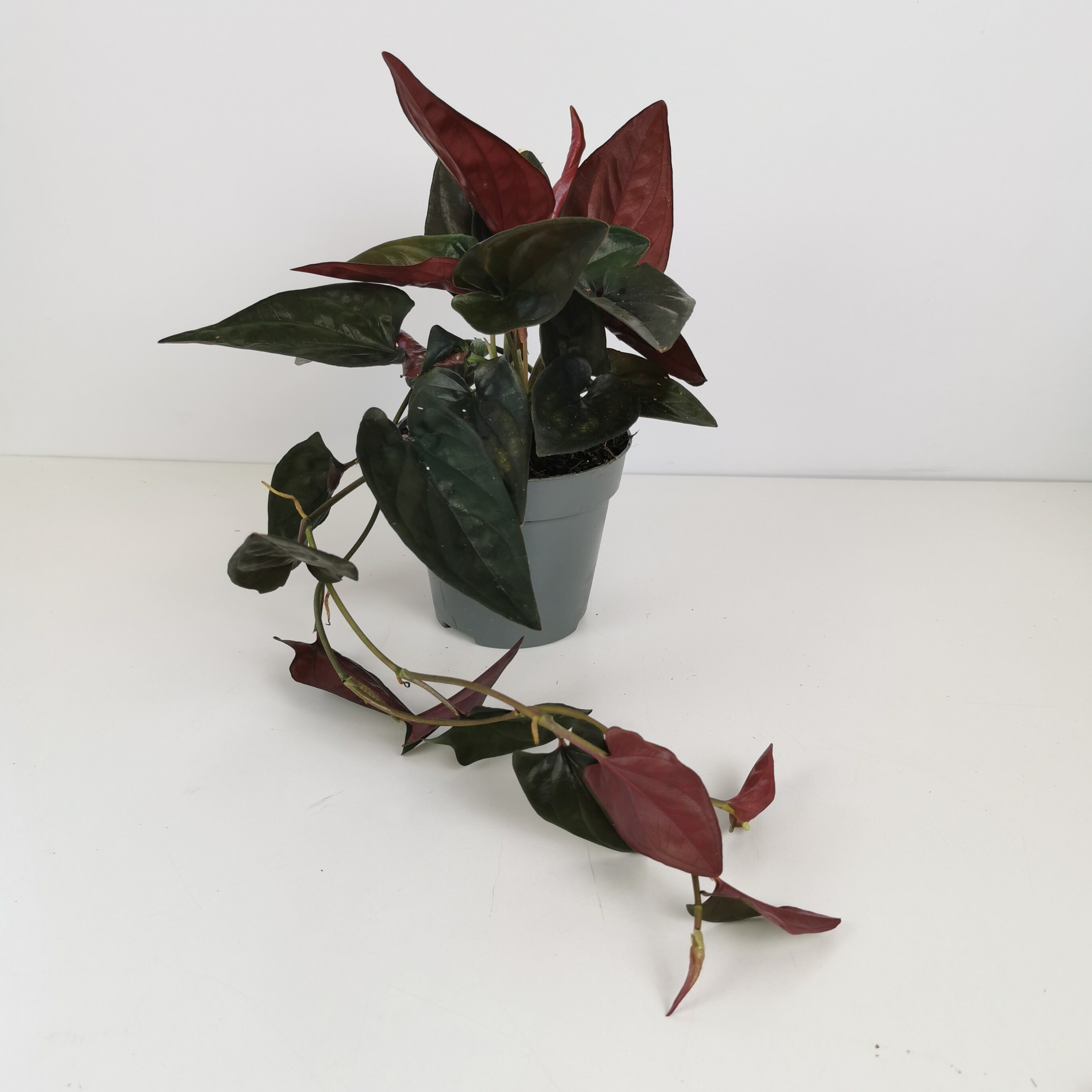 Syngonium Red Arrow Trailing Houseplant 12cm Pot | Etsy UK