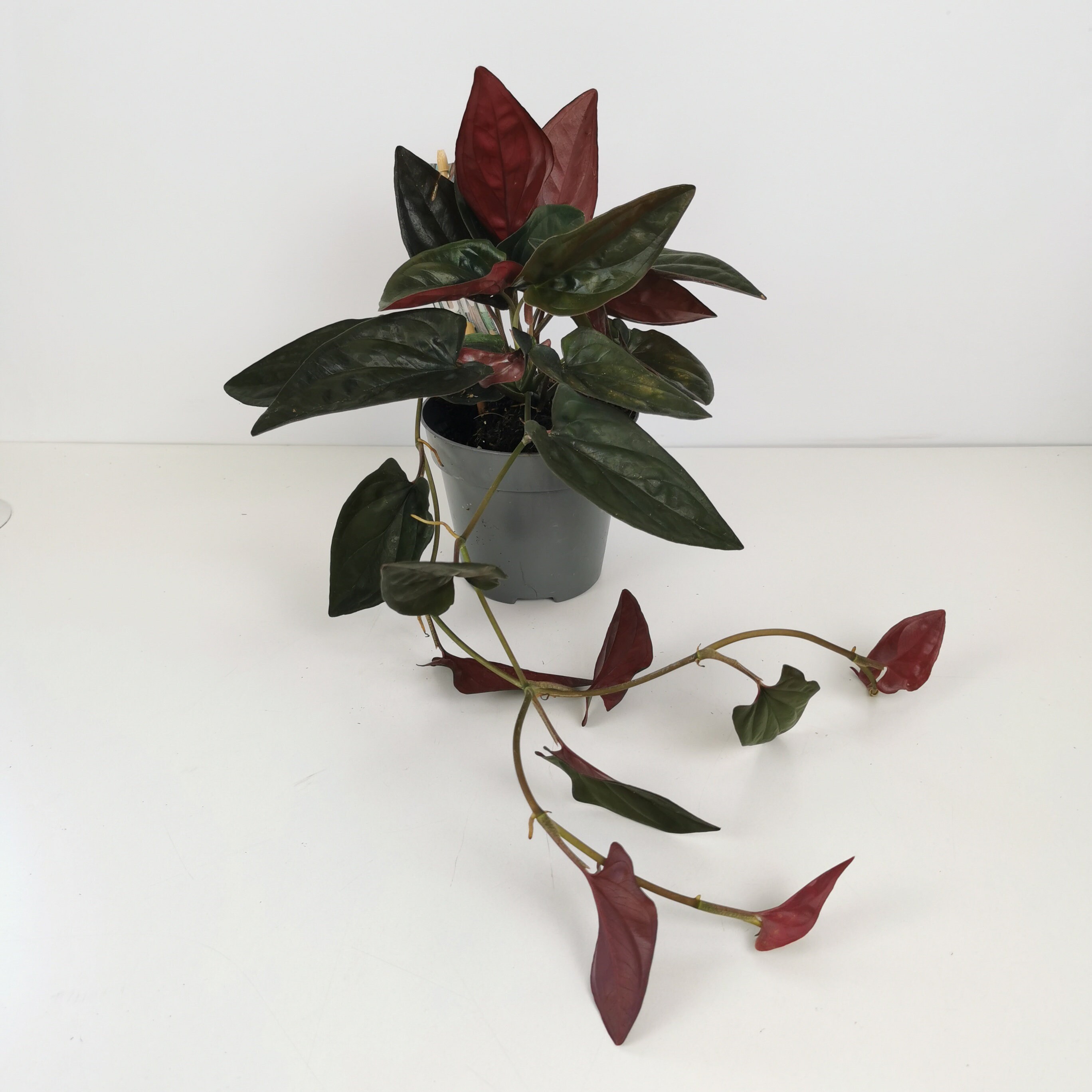 Syngonium Red Arrow Trailing Houseplant 12cm Pot | Etsy UK