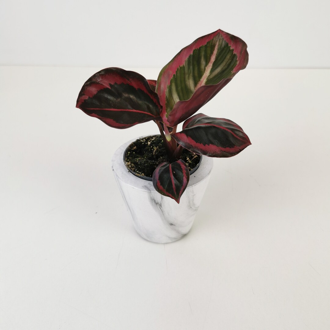 Calathea Roseopicta Mini Indoor House Plant - Etsy UK