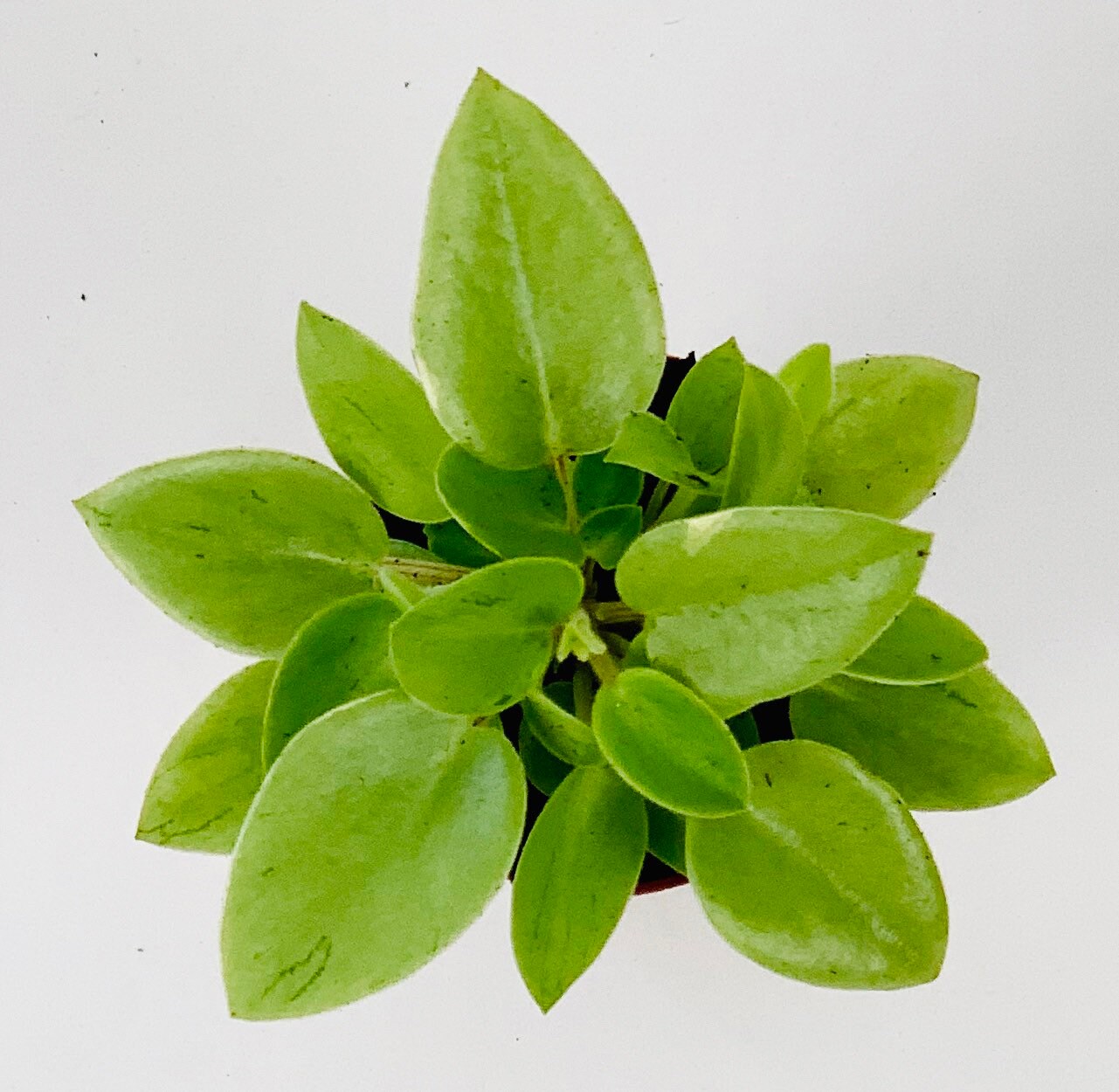 Peperomia Pixie Arenal Mini Houseplant | Etsy UK