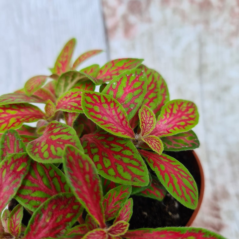 Fittonia Skeleton Mini Nerve Plant Mosaic Plant Great | Etsy UK