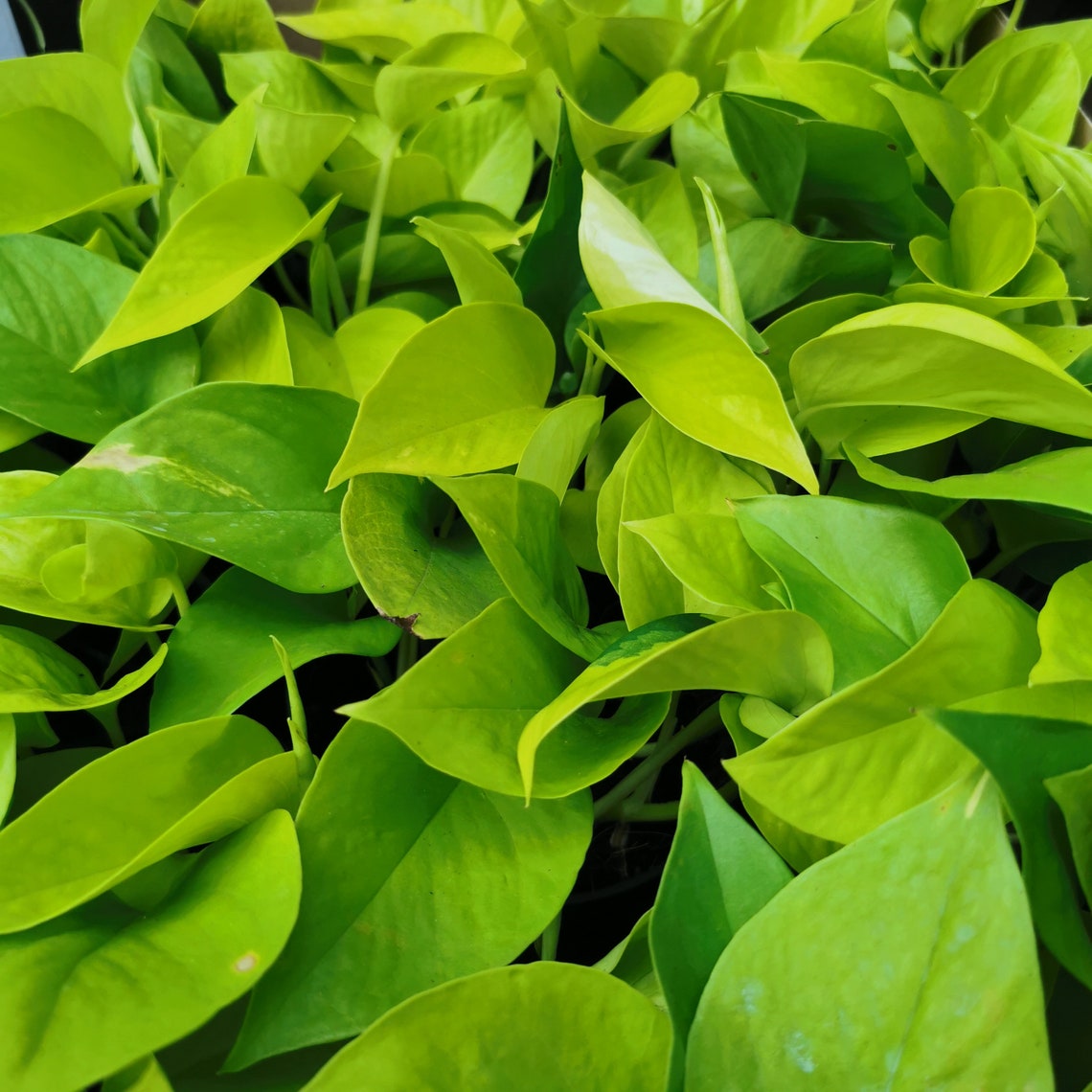 Scindapsus Golden Pothos Neon Devils Ivy Trailing - Etsy UK