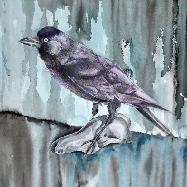 Jackdaw - Etsy