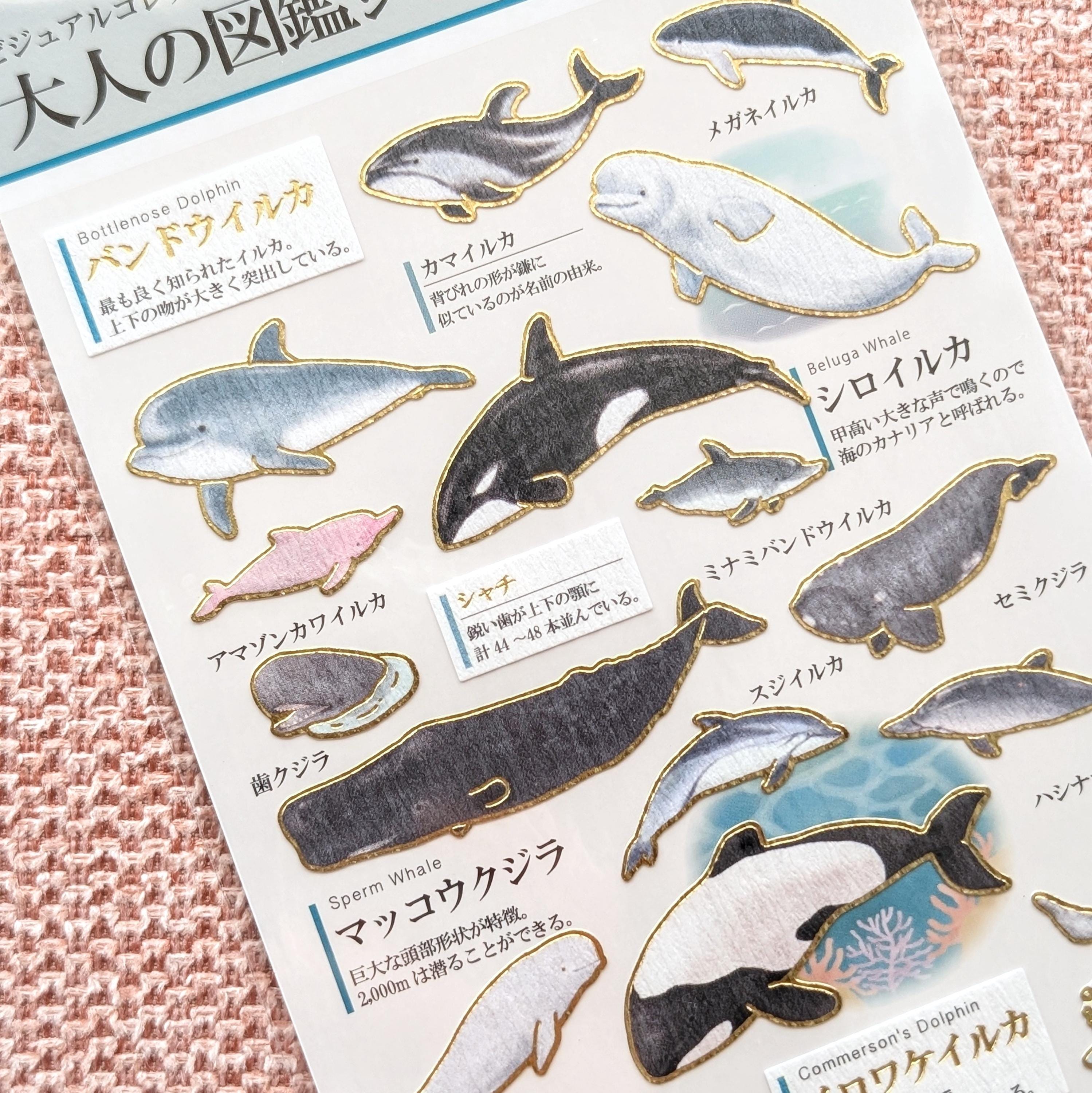Marine Life Science | Encyclopedia Theme | Adult Sticker Sheet | Japan ...