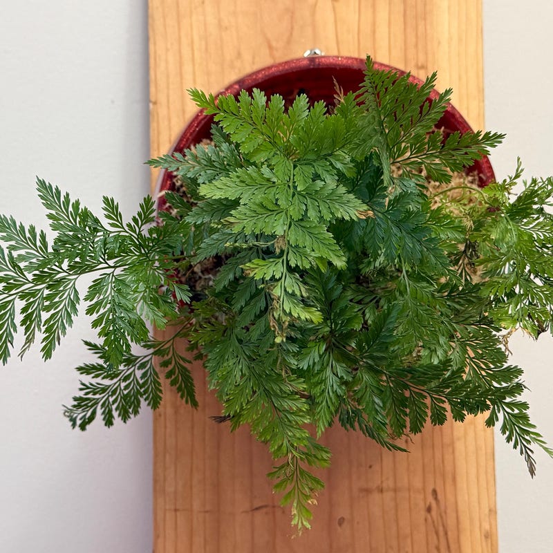 Rabbit Foot Fern - Etsy