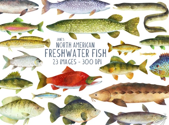 North American Freshwater Fish Species