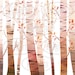 Watercolor Birch Trees Clipart - Forest Download - Instant Download ...