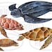 Watercolor Sea Turtles Clipart Sea Turtle Species Download Instant ...