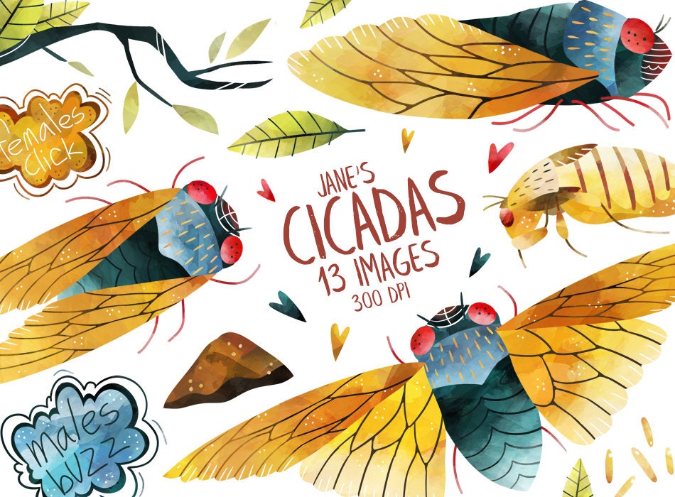 Watercolor Cicada Clipart Insect Download Instant Download - Etsy Singapore