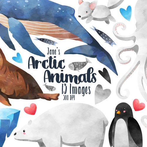 Arctic Animals Watercolor Clipart Winter Clipart Polar Bear - Etsy