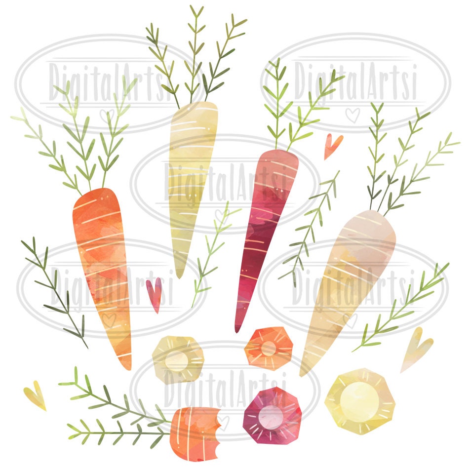 Watercolor Carrots Clipart Carrot Graphics Digital - Etsy