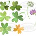 Watercolor Clovers Clipart - Cute Shamrock Download - Instant Download ...